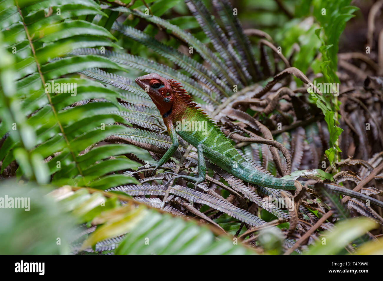 Lizard acamouflaged amongst ferns.. Sinharaja Forest. Sri Lanka Stock ...