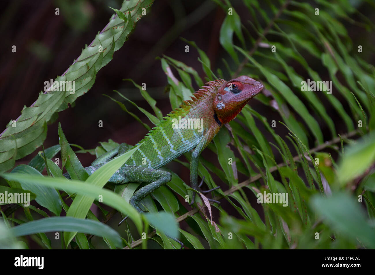 Lizard acamouflaged amongst ferns.. Sinharaja Forest. Sri Lanka Stock ...