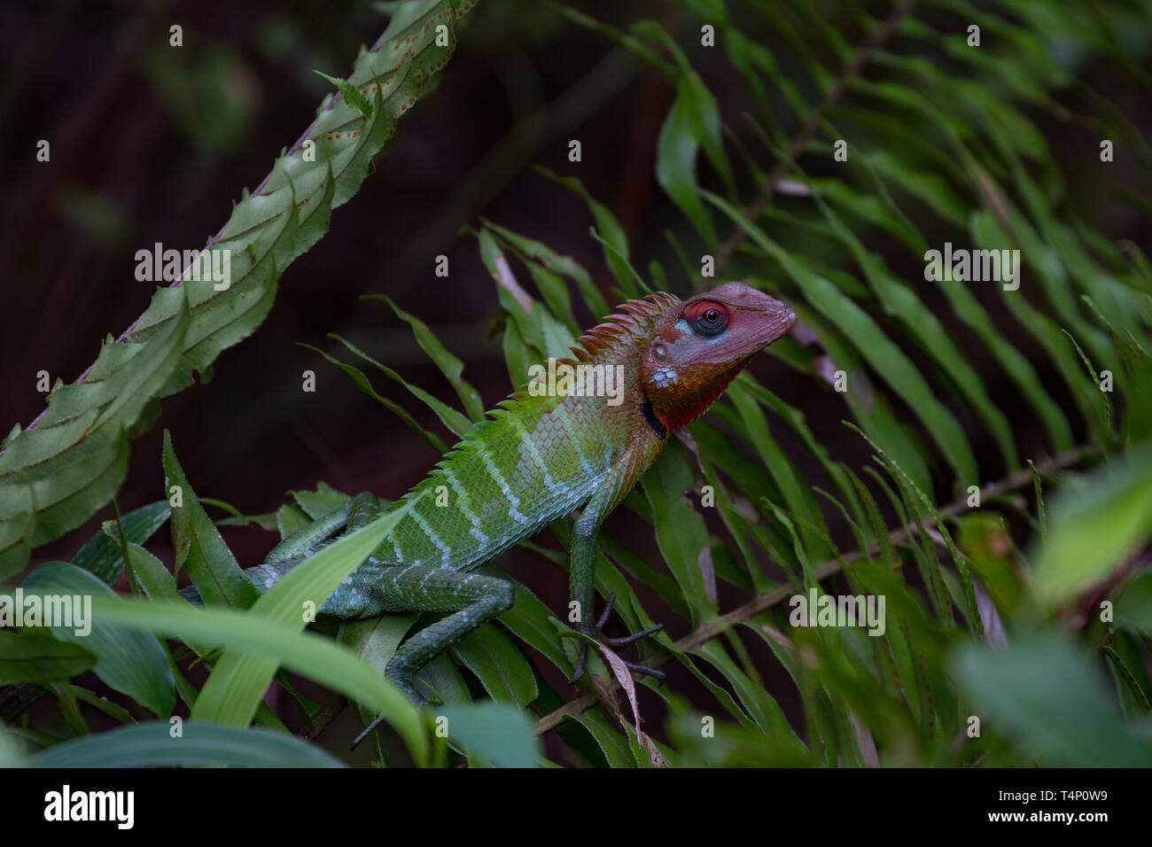 Lizard acamouflaged amongst ferns.. Sinharaja Forest. Sri Lanka Stock ...