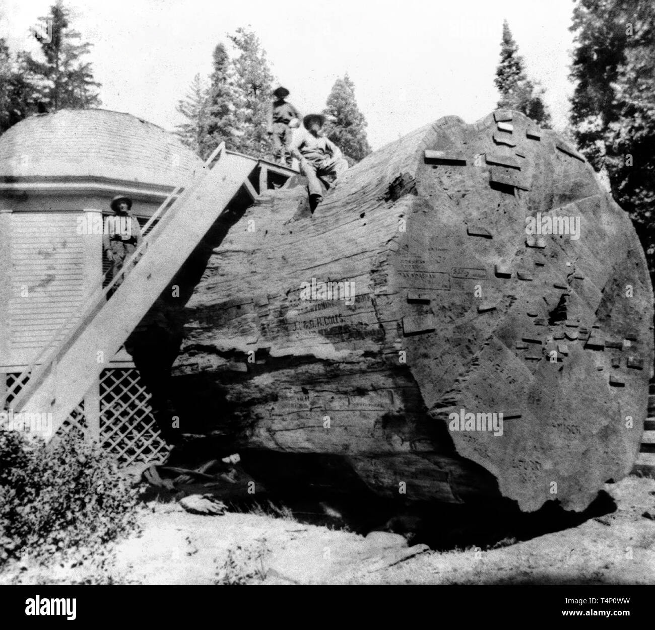 California mammoth tree historical hi-res stock photography and images ...