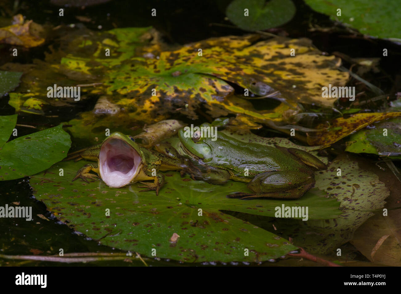 Srilankan frog mouth hi-res stock photography and images - Alamy