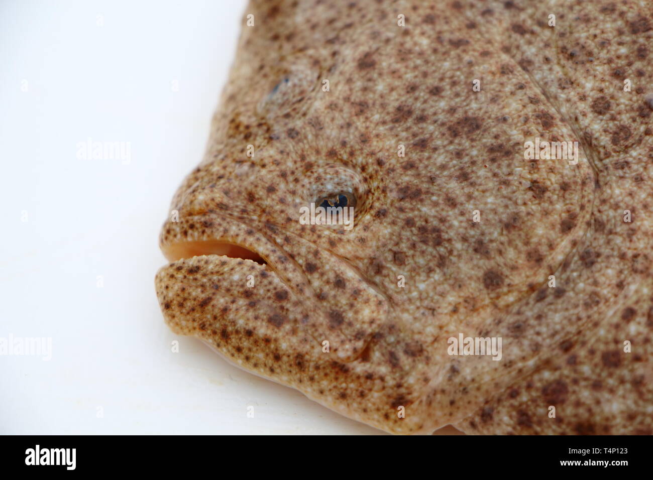 Head of a fresh brill fish on a white background Stock Photo - Alamy