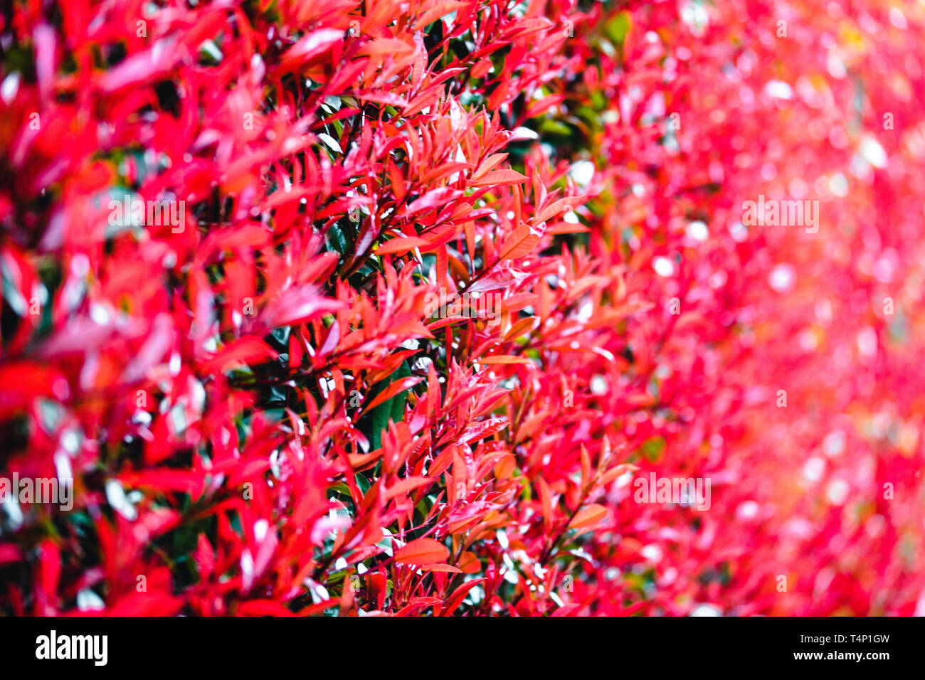 Red bush at Fushimi Inari-Taisha Shrine in Kyoto, Japan Stock Photo - Alamy