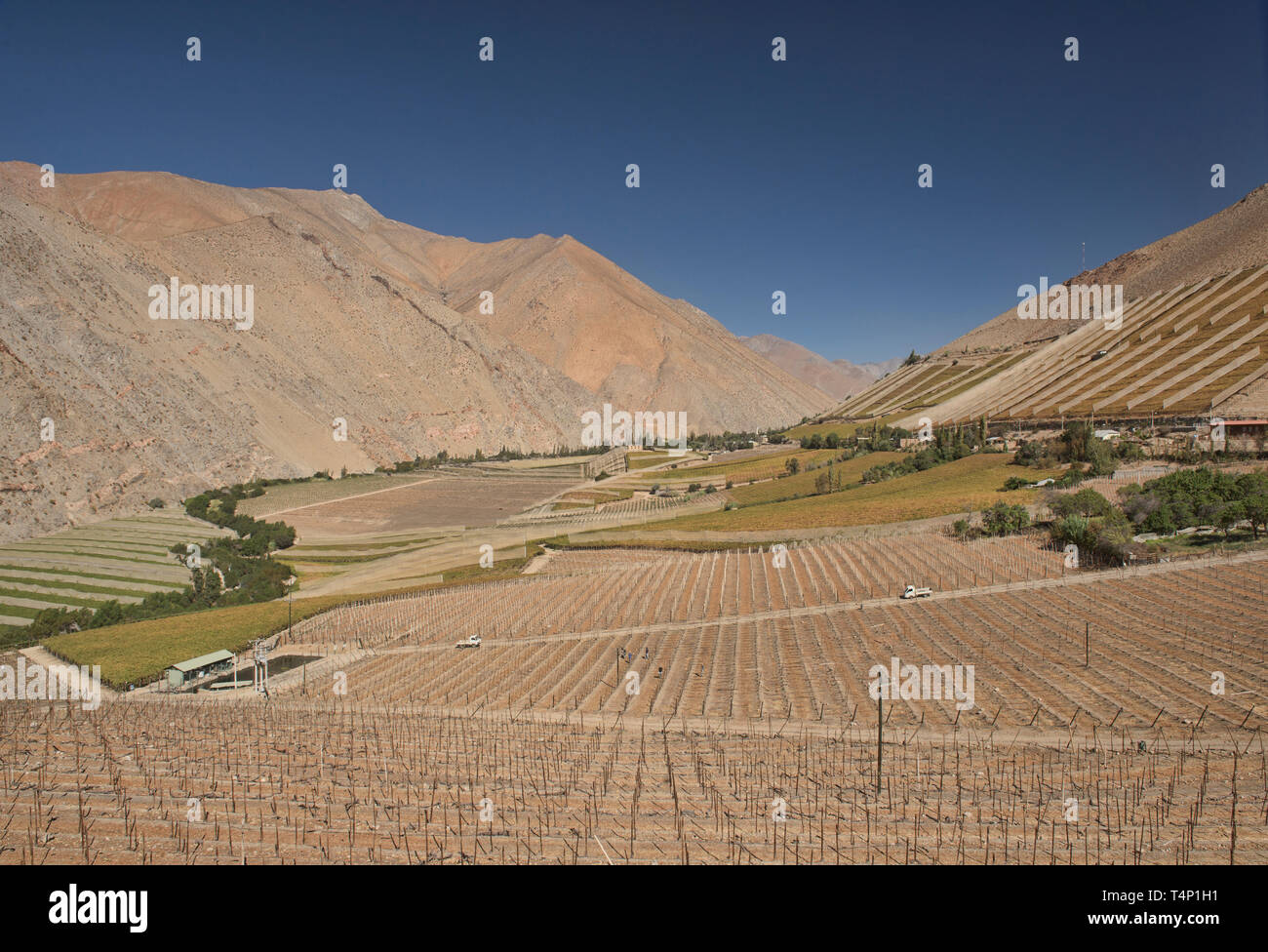 Pisco grapes growing in the beautiful Elqui Valley, Pisco Elqui, Chile ...