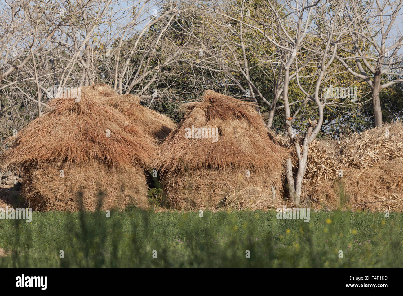 Haystack, Gogunda, Rajasthan, India Stock Photo - Alamy