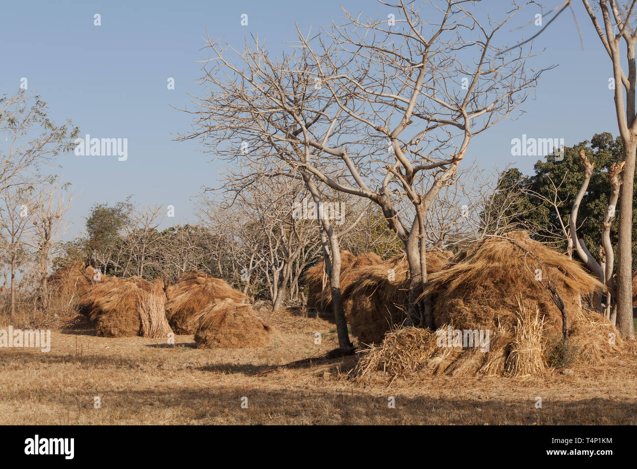 Haystack, Gogunda, Rajasthan, India Stock Photo - Alamy