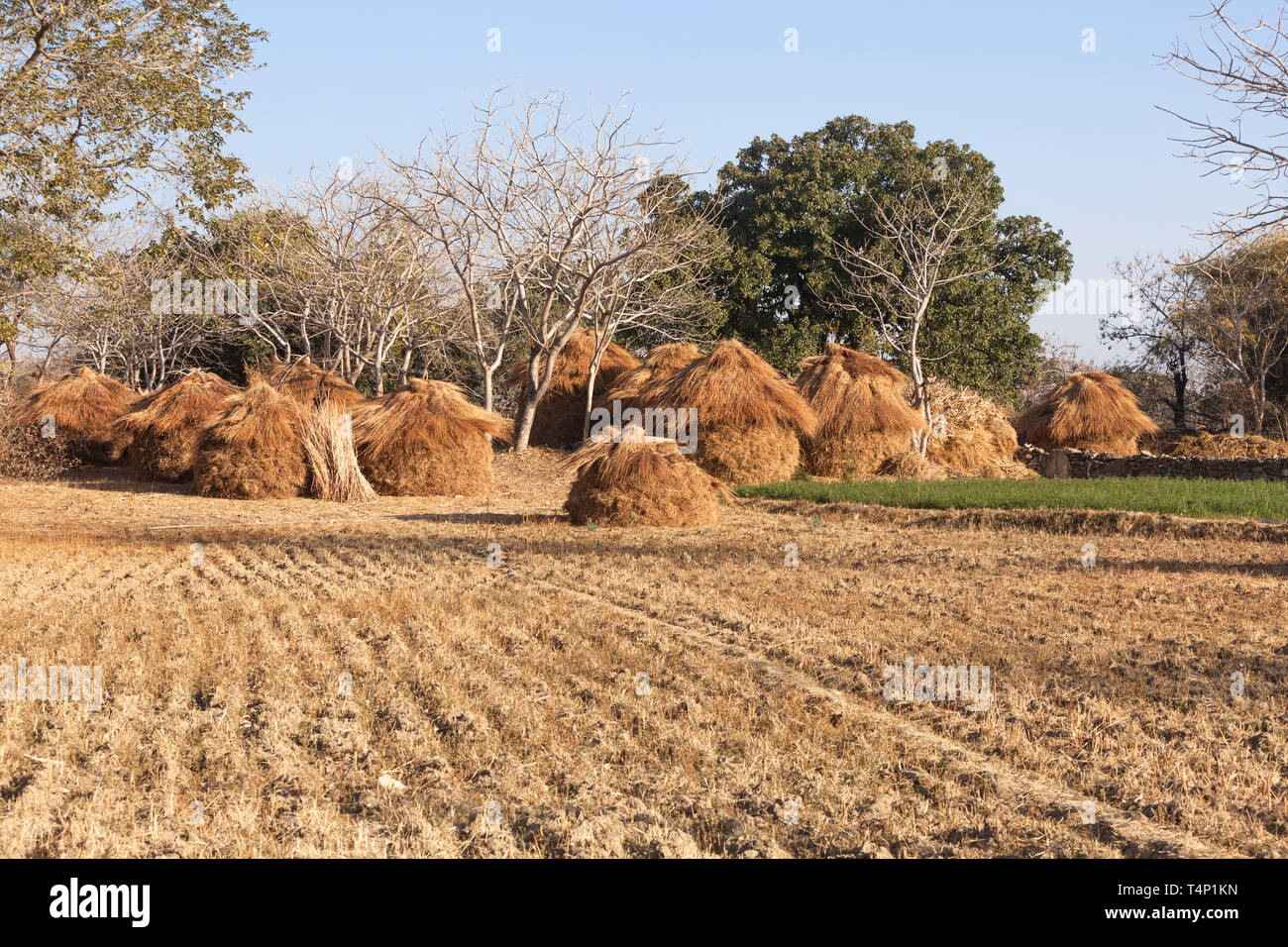Haystack, Gogunda, Rajasthan, India Stock Photo - Alamy
