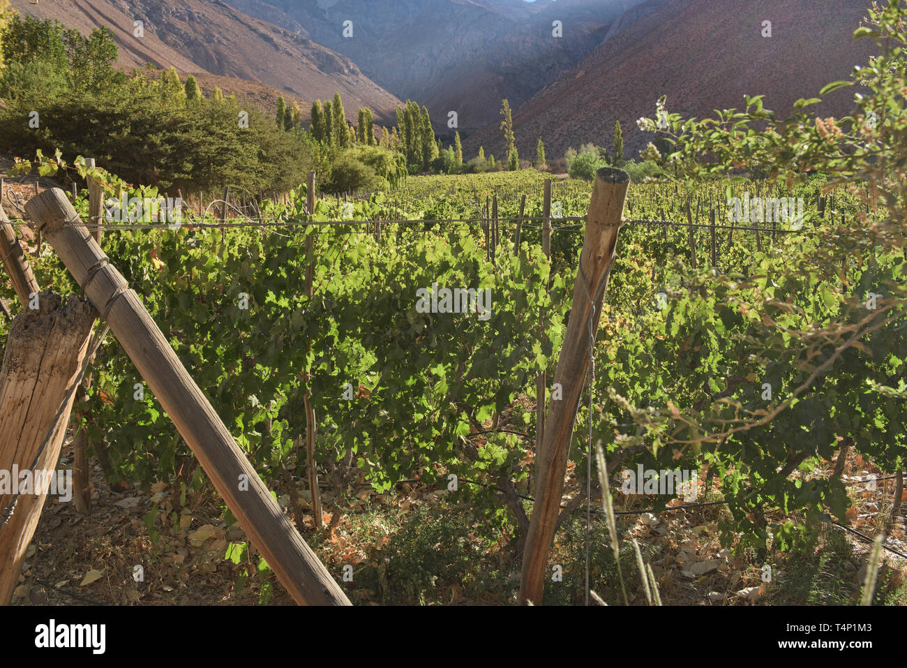 Pisco grapes growing in the beautiful Elqui Valley, Pisco Elqui, Chile ...