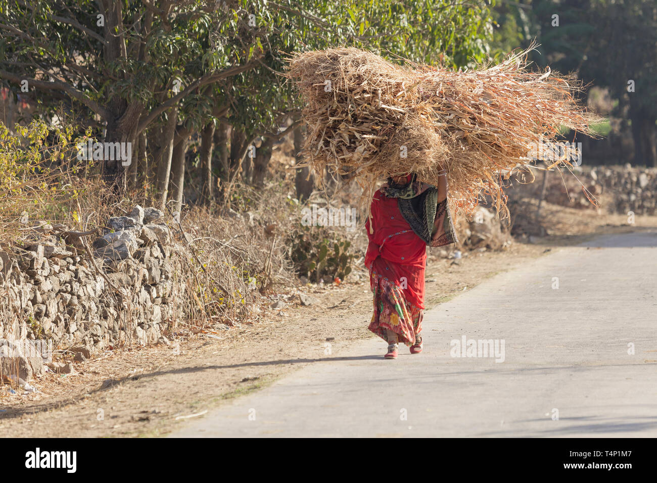 Woman carrying hay on her head hi-res stock photography and images - Alamy