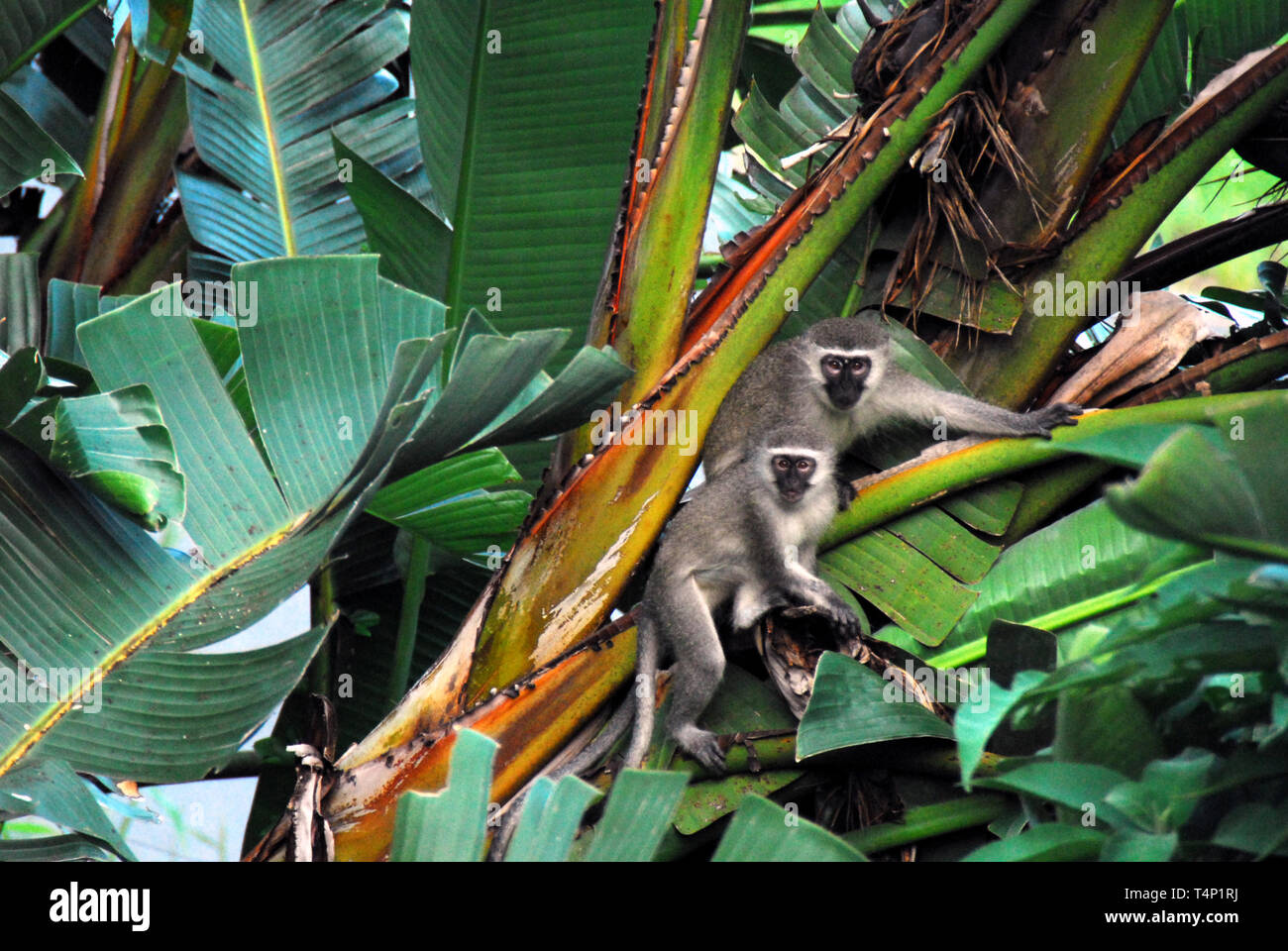 Port Shepstone, South Africa- Two adorable wild Vervet Monkeys making ...