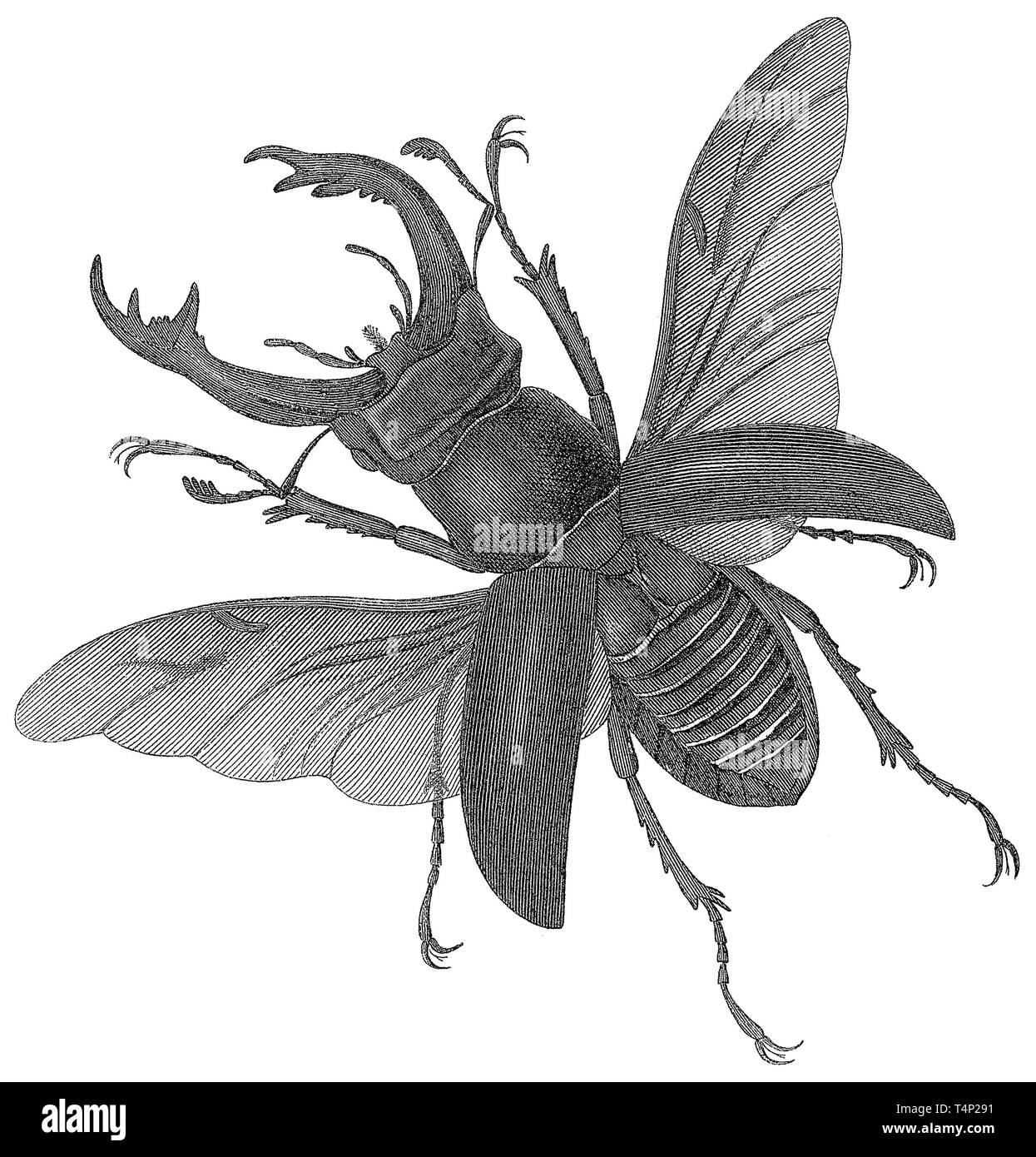 Stag beetle illustration hi-res stock photography and images - Alamy