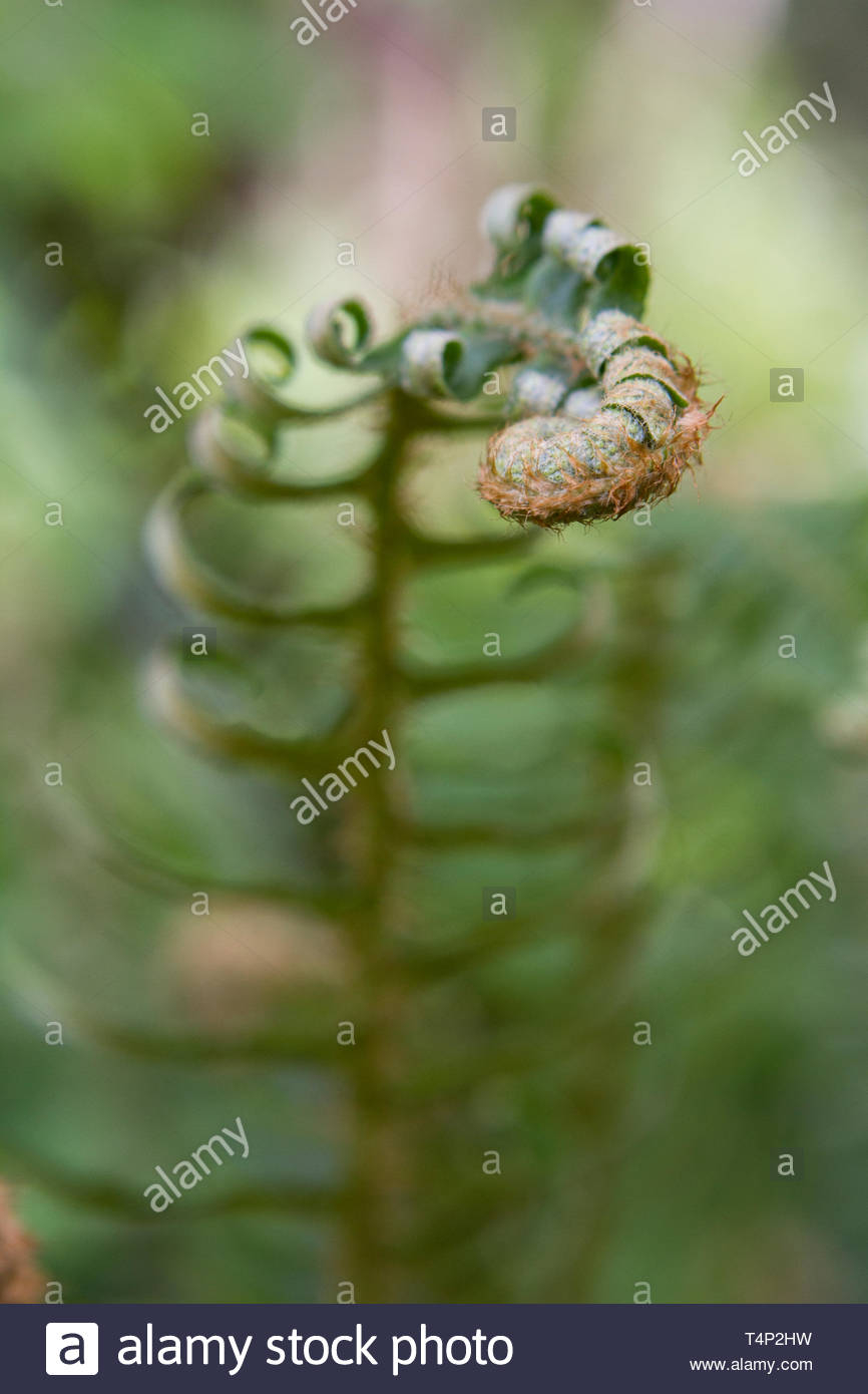 Western Sword Fern High Resolution Stock Photography and Images - Alamy