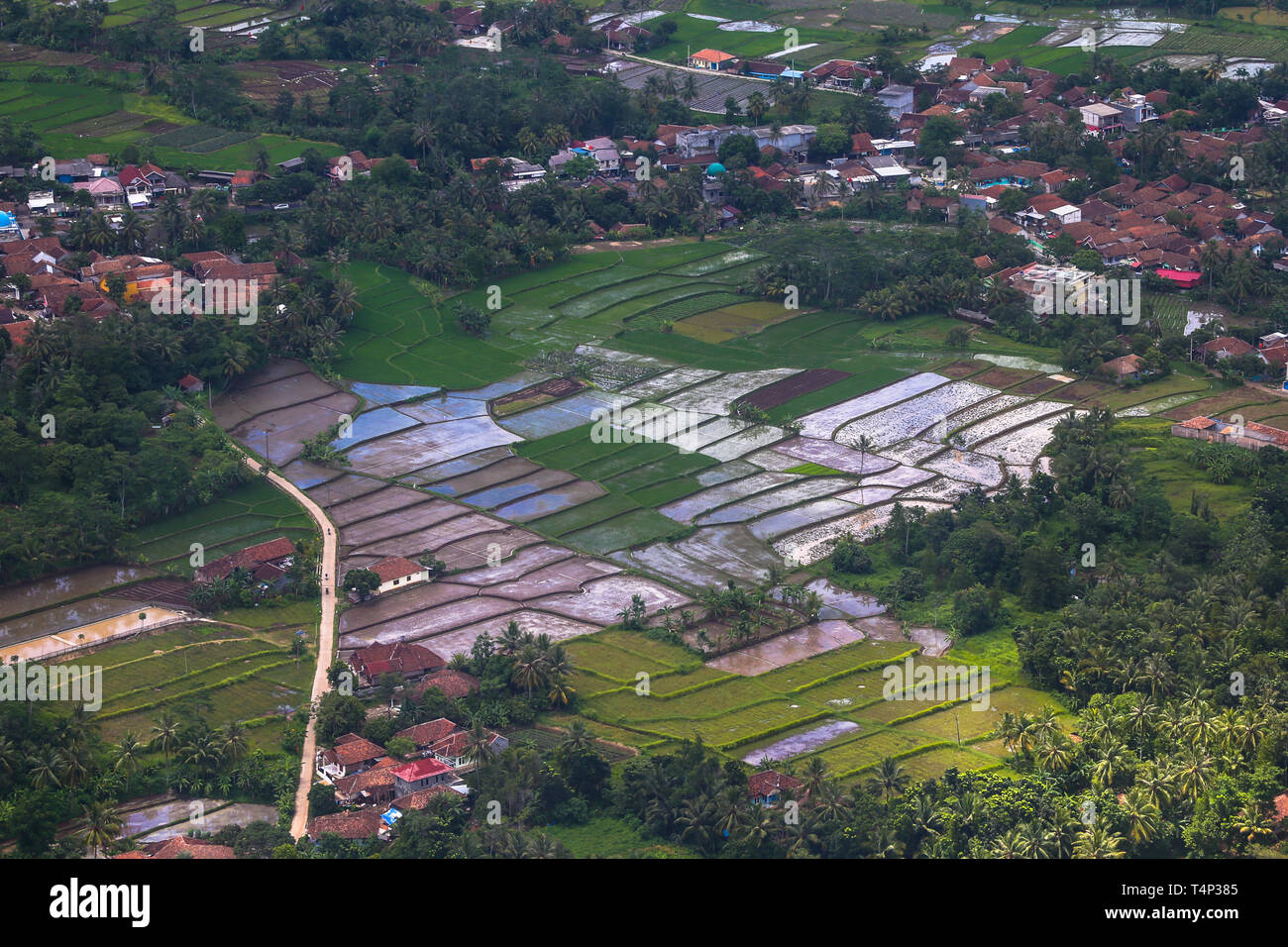Beautiful Green rice fields from above Stock Photo - Alamy
