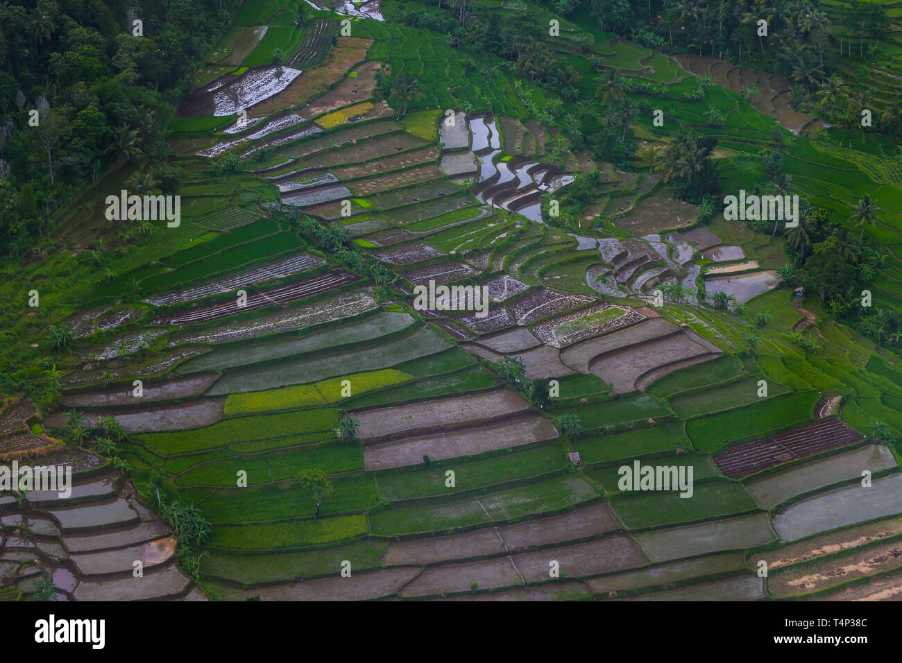 Beautiful Green Terrace Rice Fields Stock Photo - Alamy