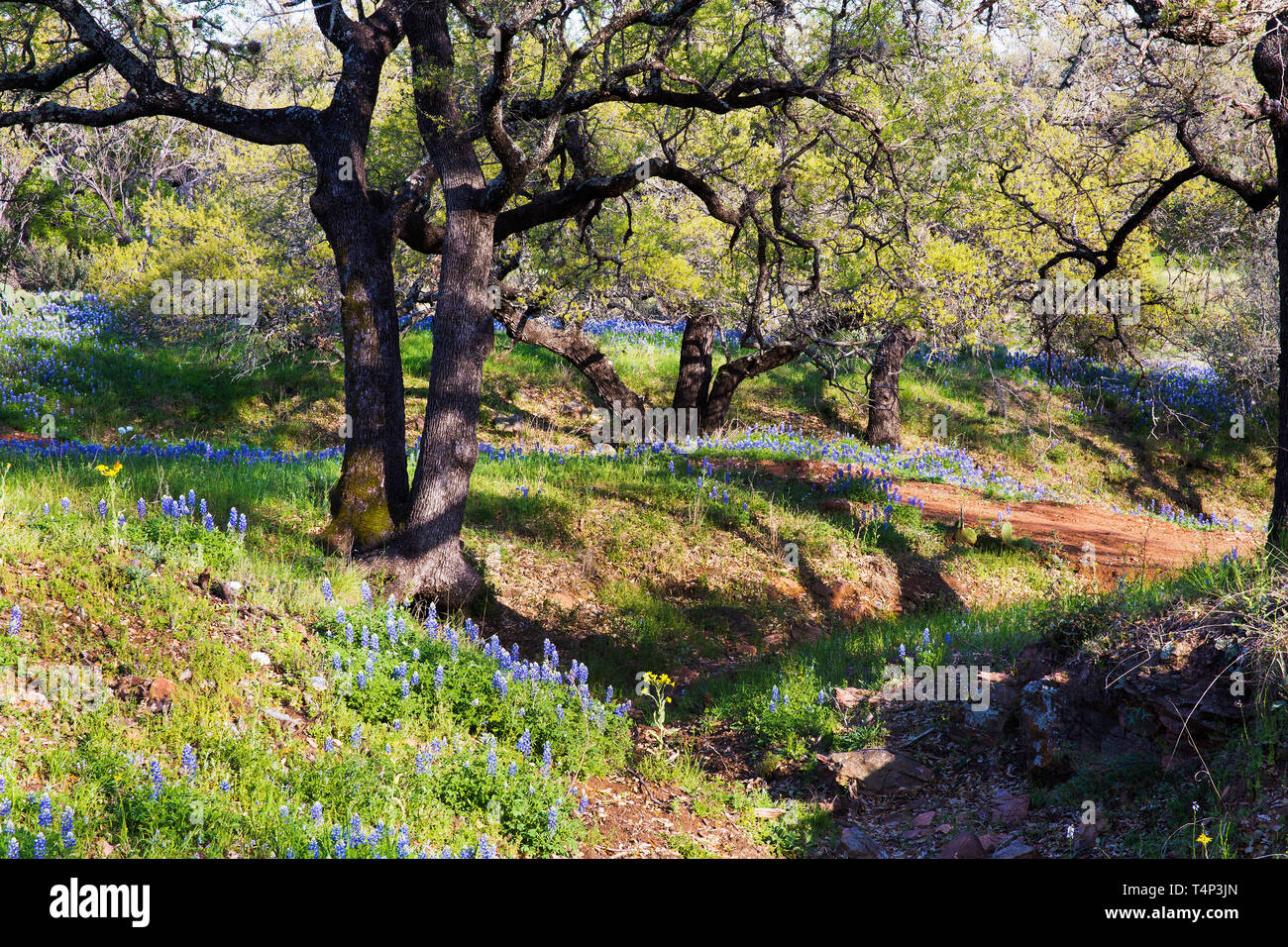 Full wildflowers hi-res stock photography and images - Alamy