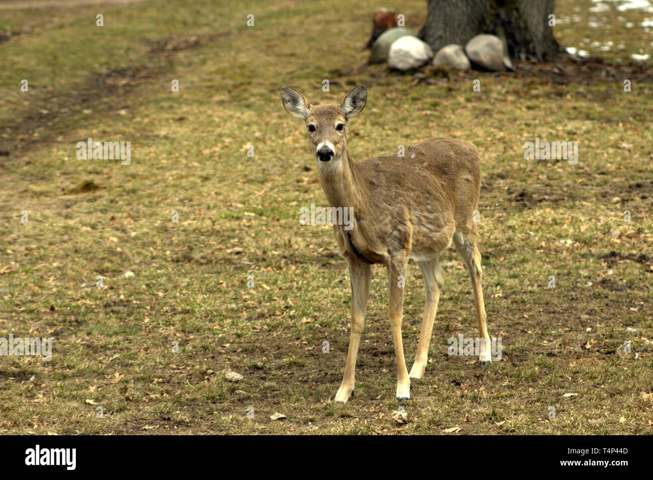 A Pregnant Doe Waiting For A Snack Stock Photo - Alamy