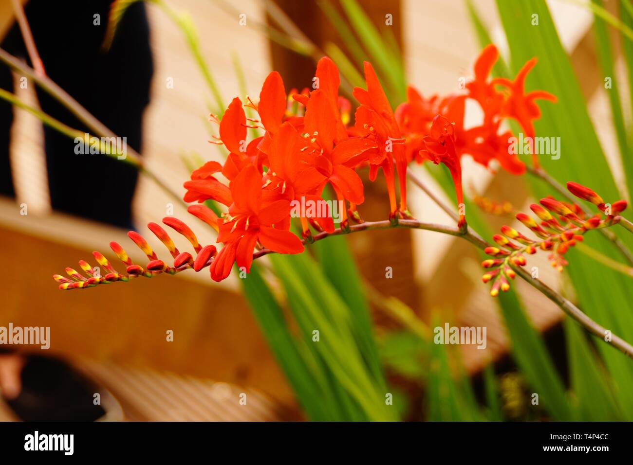 Fire pace hi-res stock photography and images - Alamy