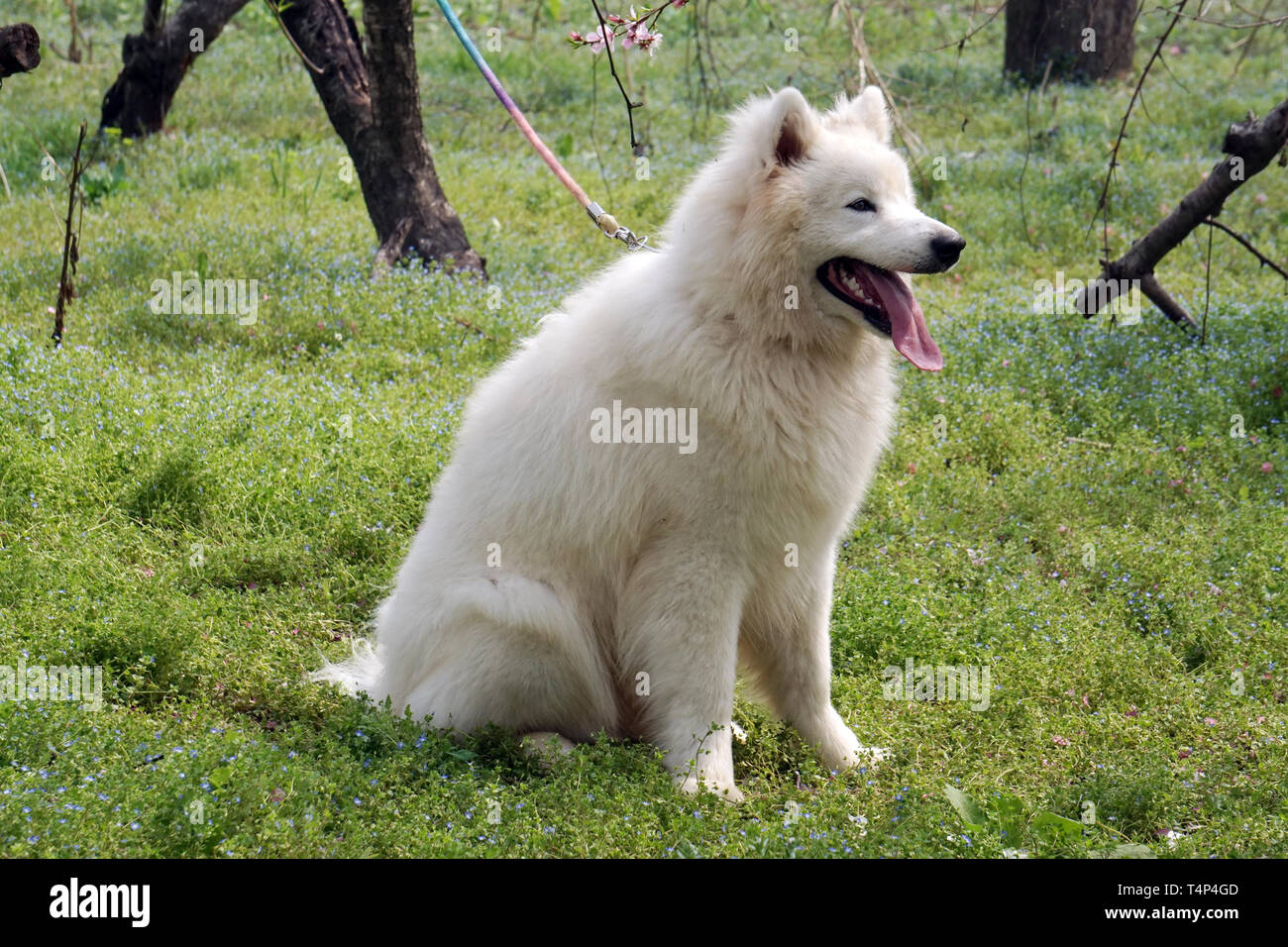 Pet dogs in the countryside Stock Photo - Alamy
