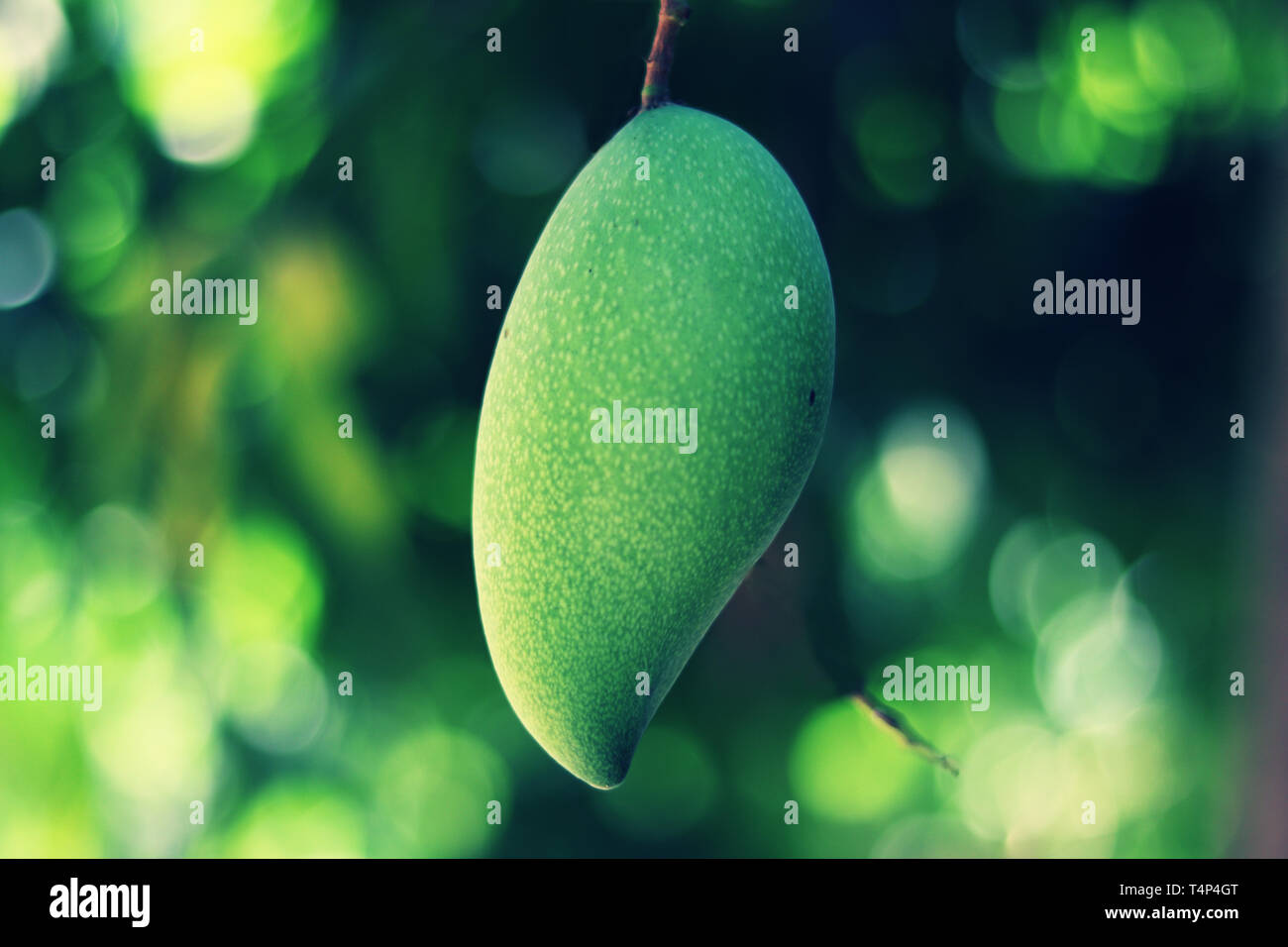 Fresh green mango fruit with defocused blur background Stock Photo - Alamy