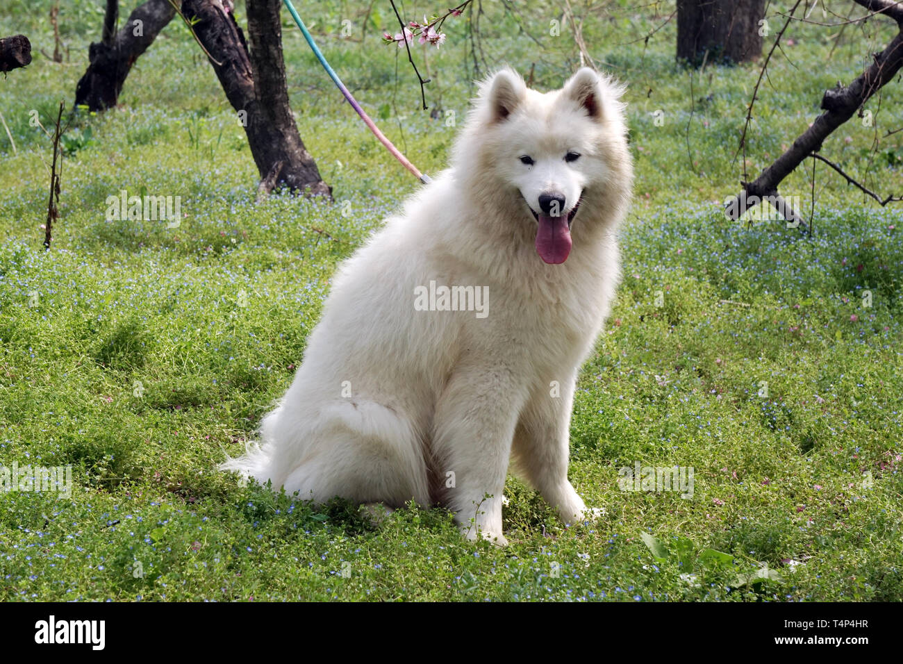 Samoan dog hi-res stock photography and images - Alamy