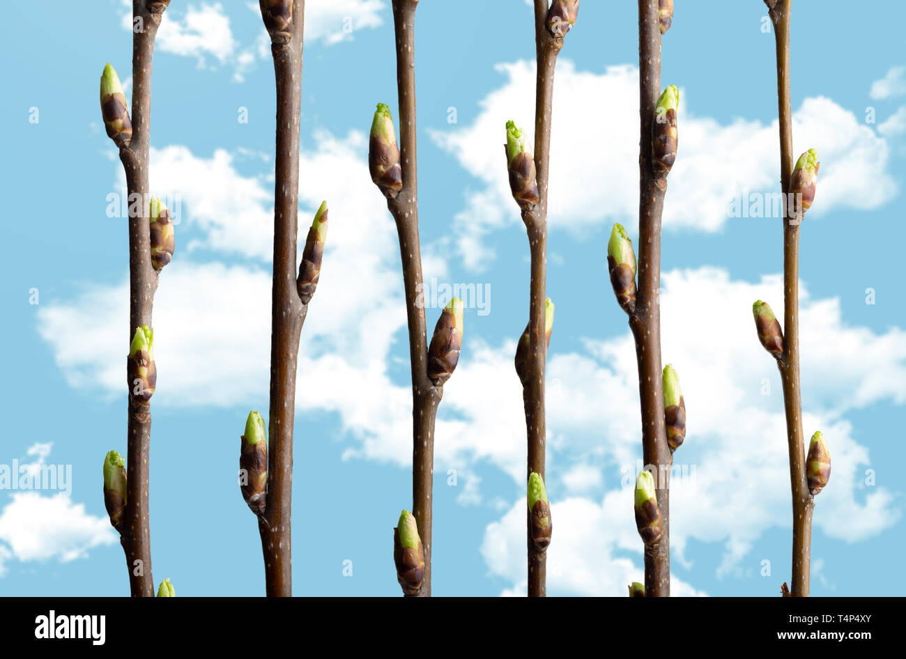 Different flowering structure hi-res stock photography and images - Alamy