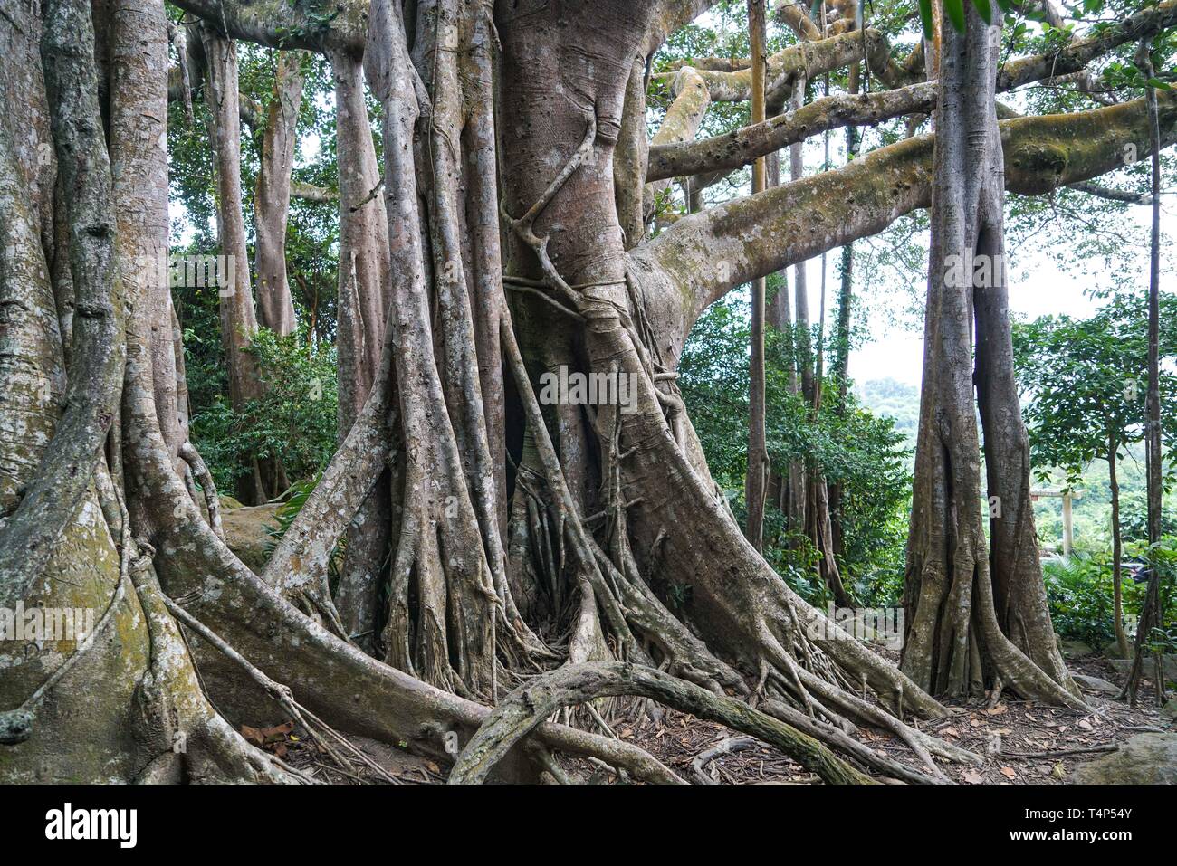 An old banyan tree in Vietnam Stock Photo - Alamy