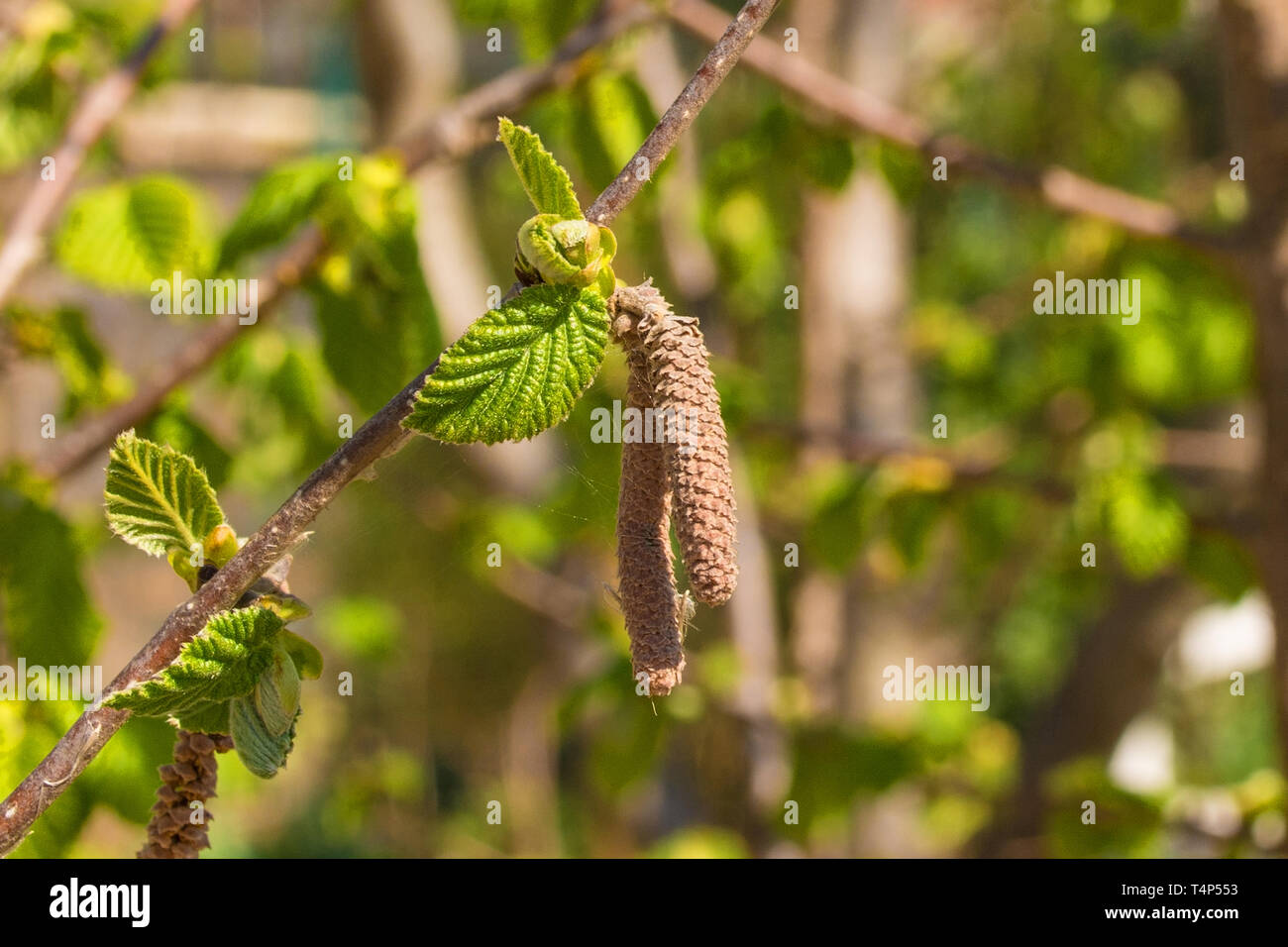 The catkins on a Hazelnut Tree with new spring leaf growth Stock Photo ...