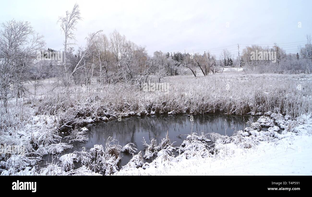 Bushes around pond hi-res stock photography and images - Alamy