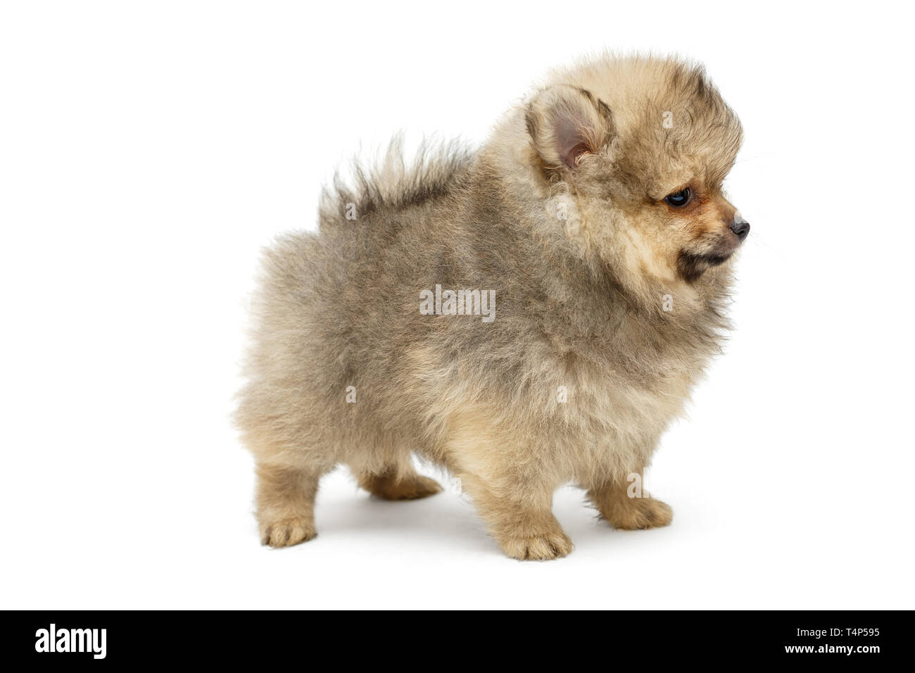 Pomeranian puppy , side view, isolated on white background Stock Photo ...