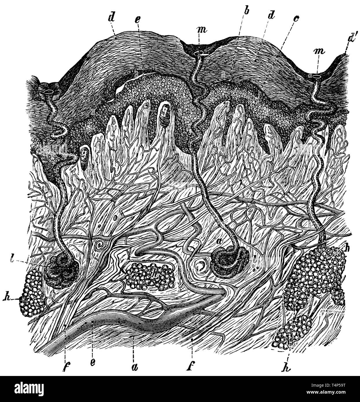 Armpit skin Cut Out Stock Images & Pictures - Alamy