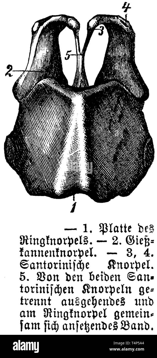 Cricoid cartilage hi-res stock photography and images - Alamy