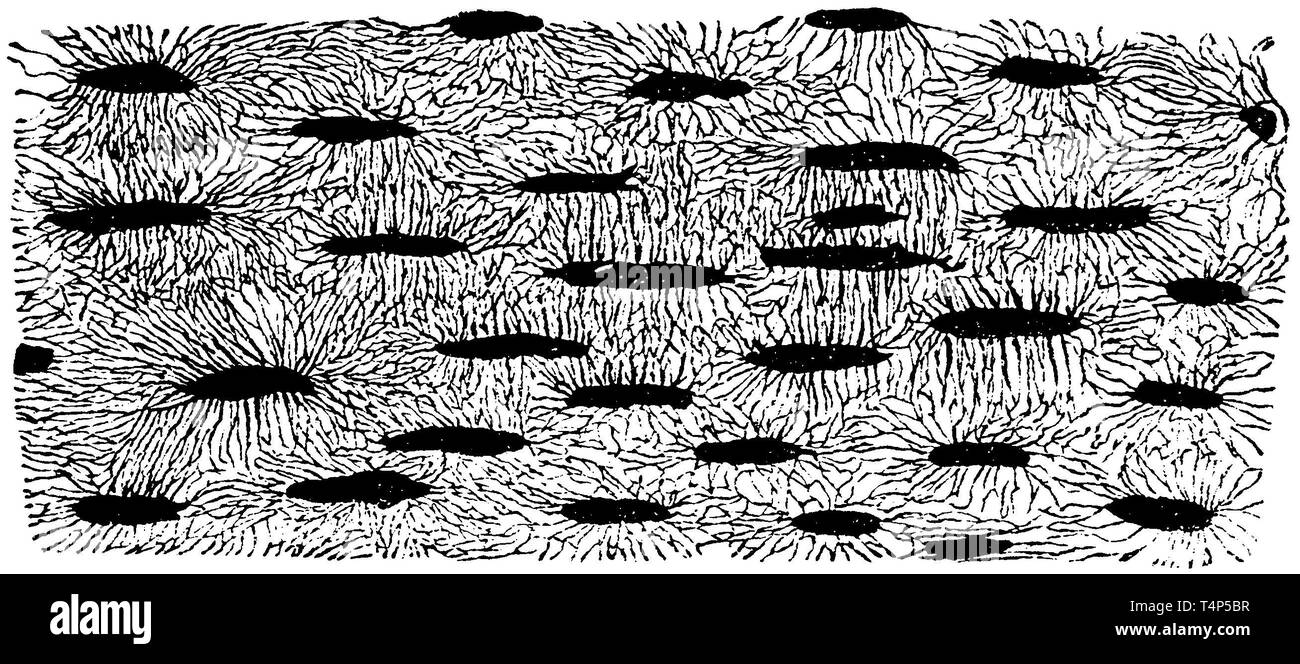 Longitudinal section of the compact substance of the human humerus ...
