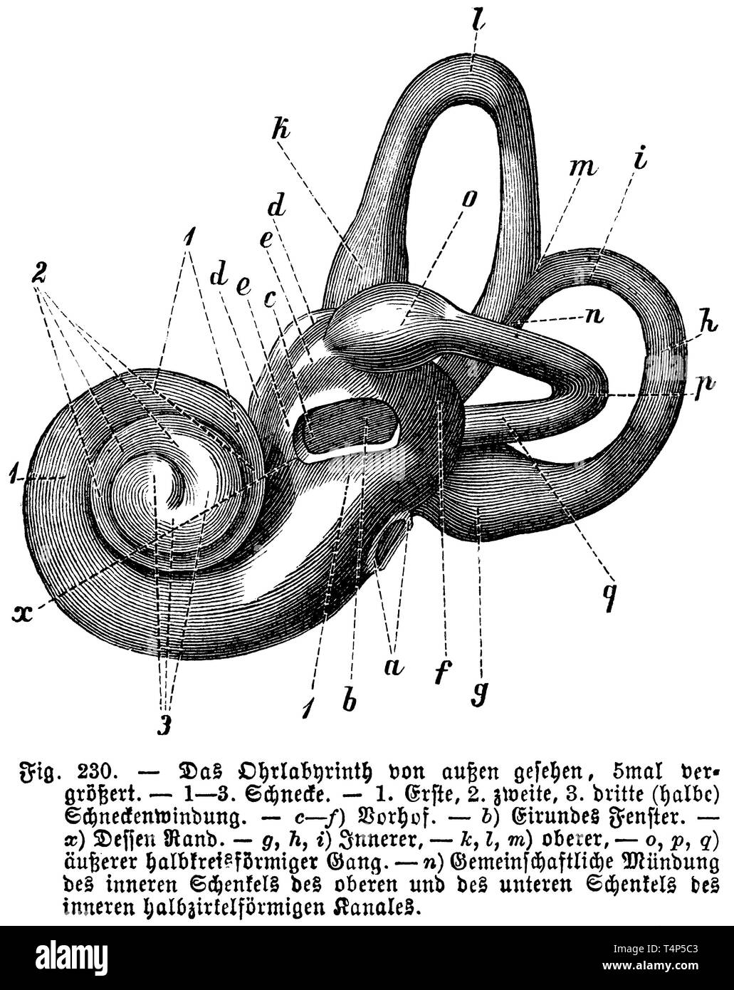 Human ear labyrinth, anonym 1887 Stock Photo - Alamy