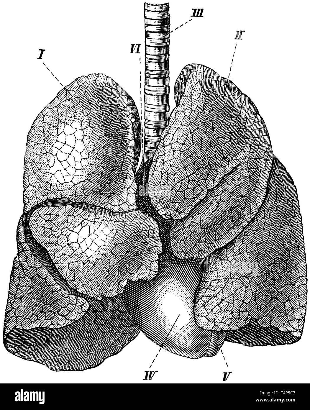Trachea, heart, lungs. I) right, II) left lung, III) trachea, IV) right ...