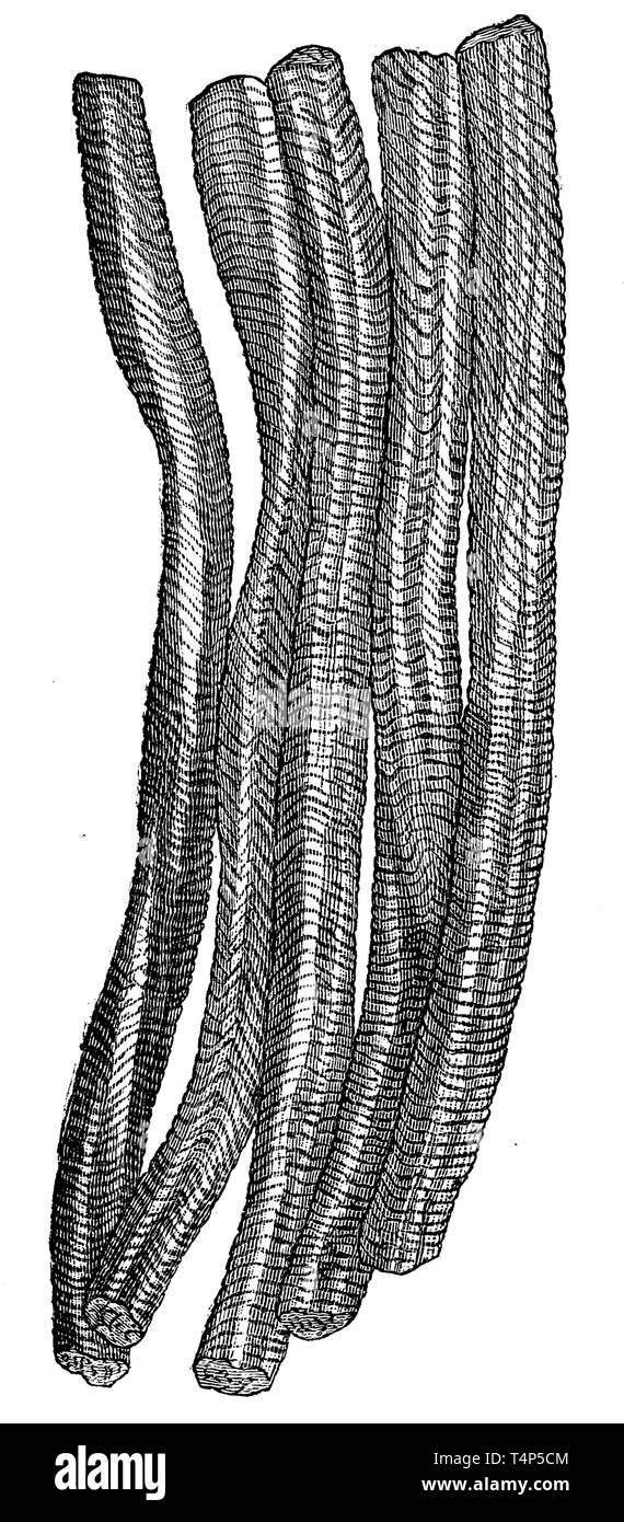 Human: Striated muscle, anonym 1887 Stock Photo - Alamy