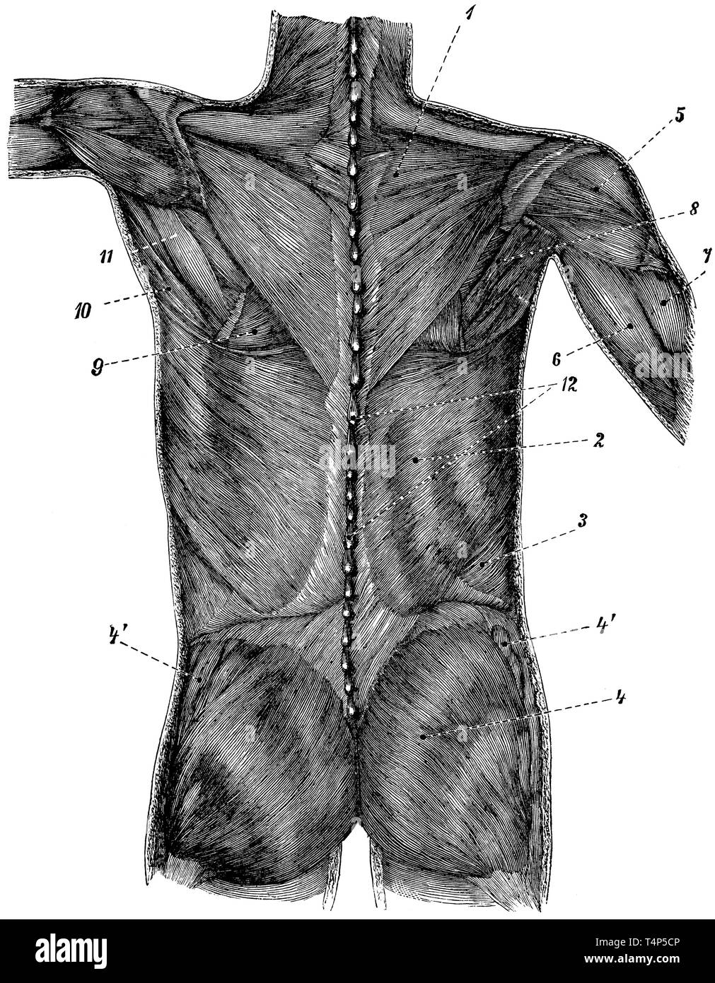 Back muscles anatomy Black and White Stock Photos & Images - Alamy