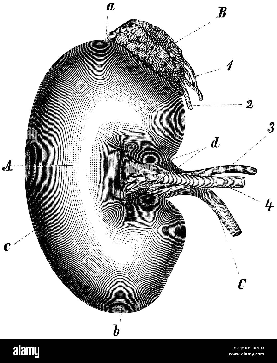 Right kidney and adrenal gland of an adult. A) kidney, B) adrenal gland ...