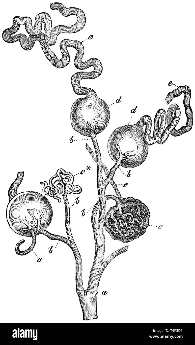 Urine preparations of the kidney. A) Arterial stem, b) Feeding, c ...