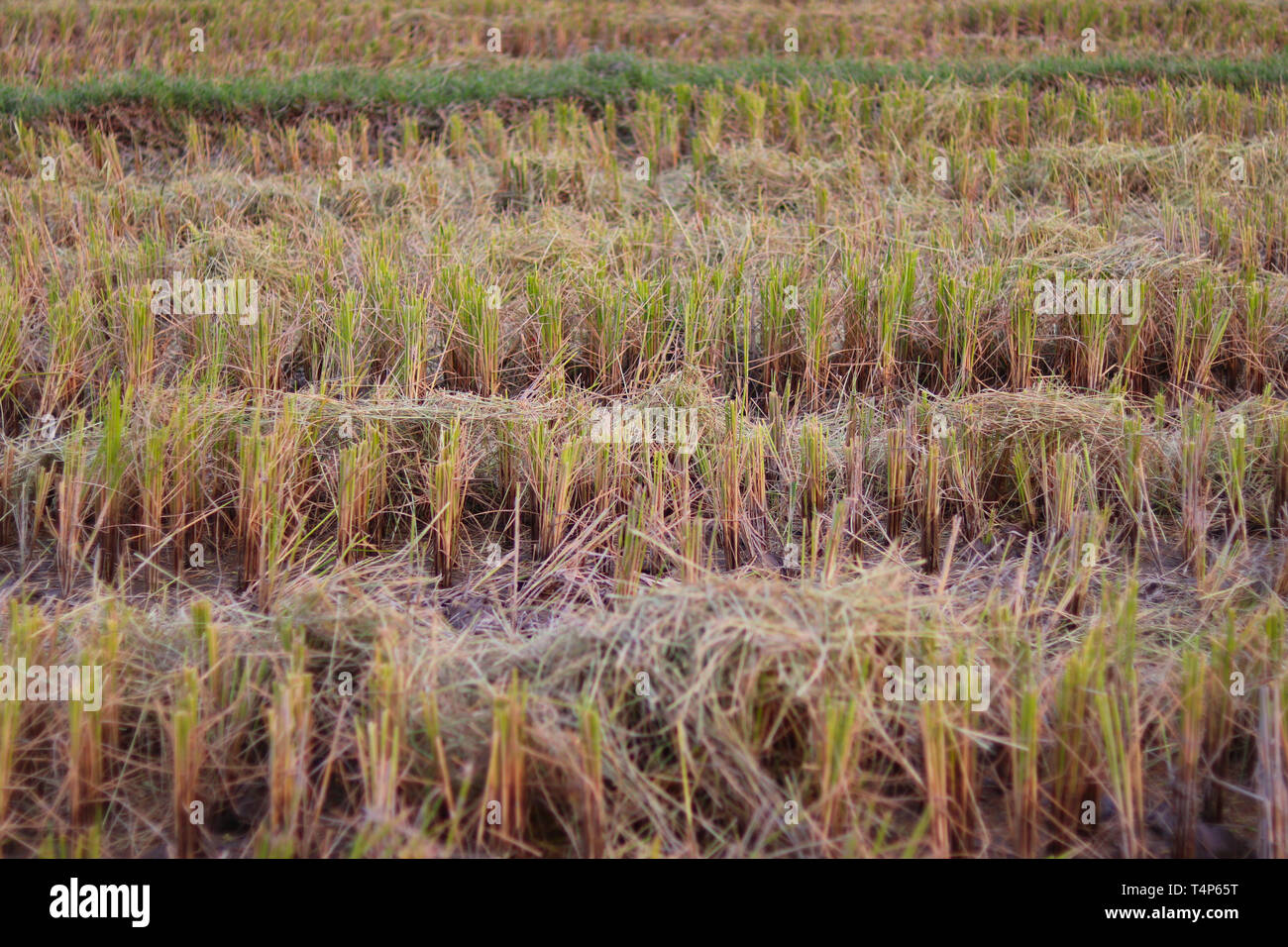 Rice straw at the paddy rice field just after harvesting Stock Photo ...