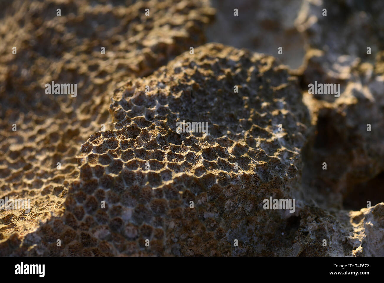 Dead coral on the beach Stock Photo - Alamy