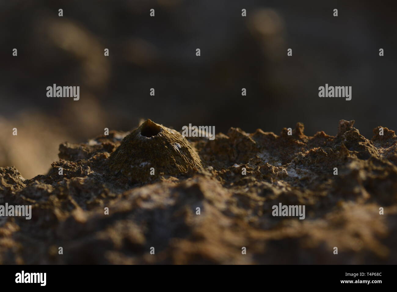 Dead coral caribbean hi-res stock photography and images - Alamy
