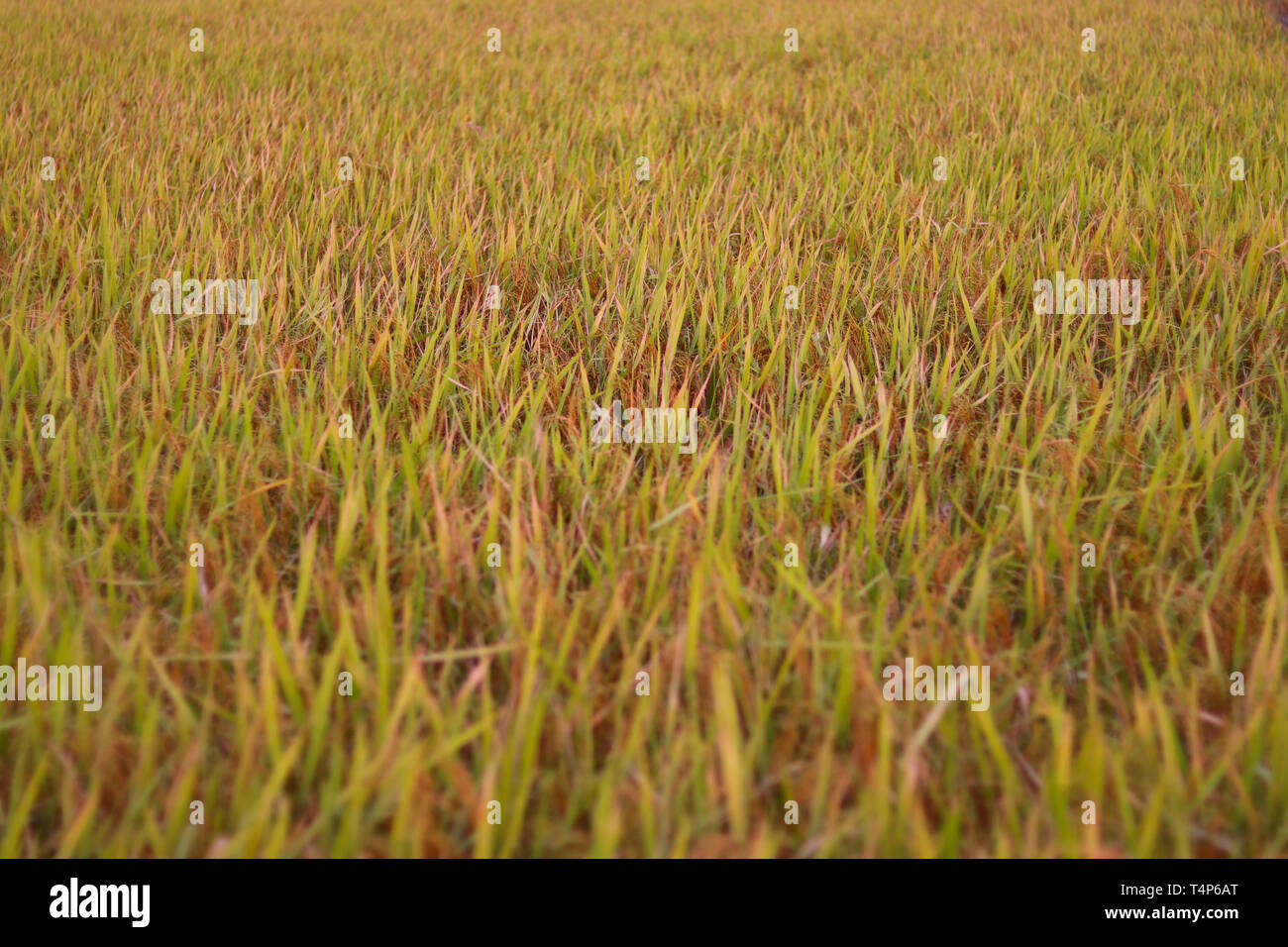 Brown paddy rice crop ready for harvesting with defocused blur ...