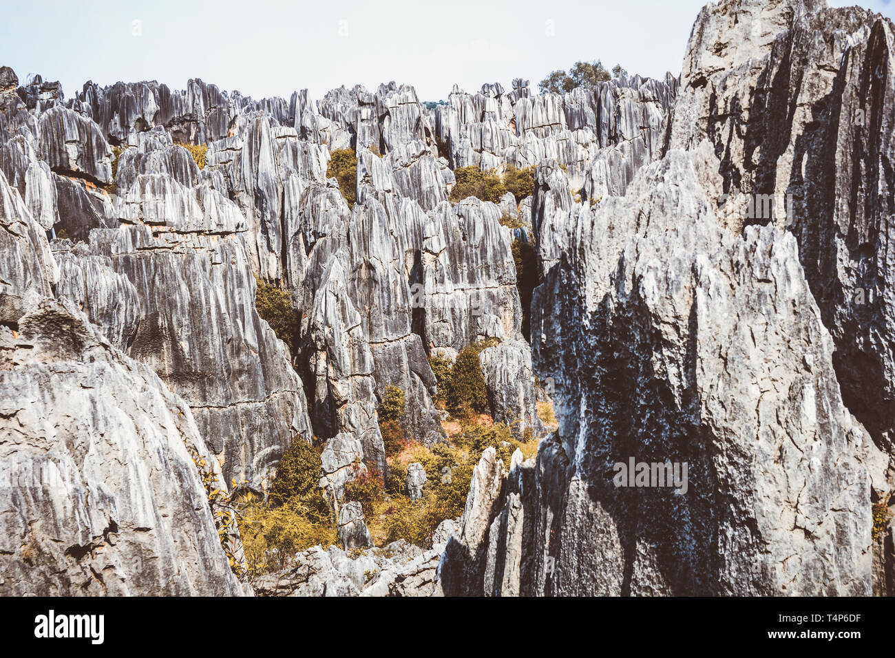 Stone forest formation in Yunnan province, China Stock Photo - Alamy
