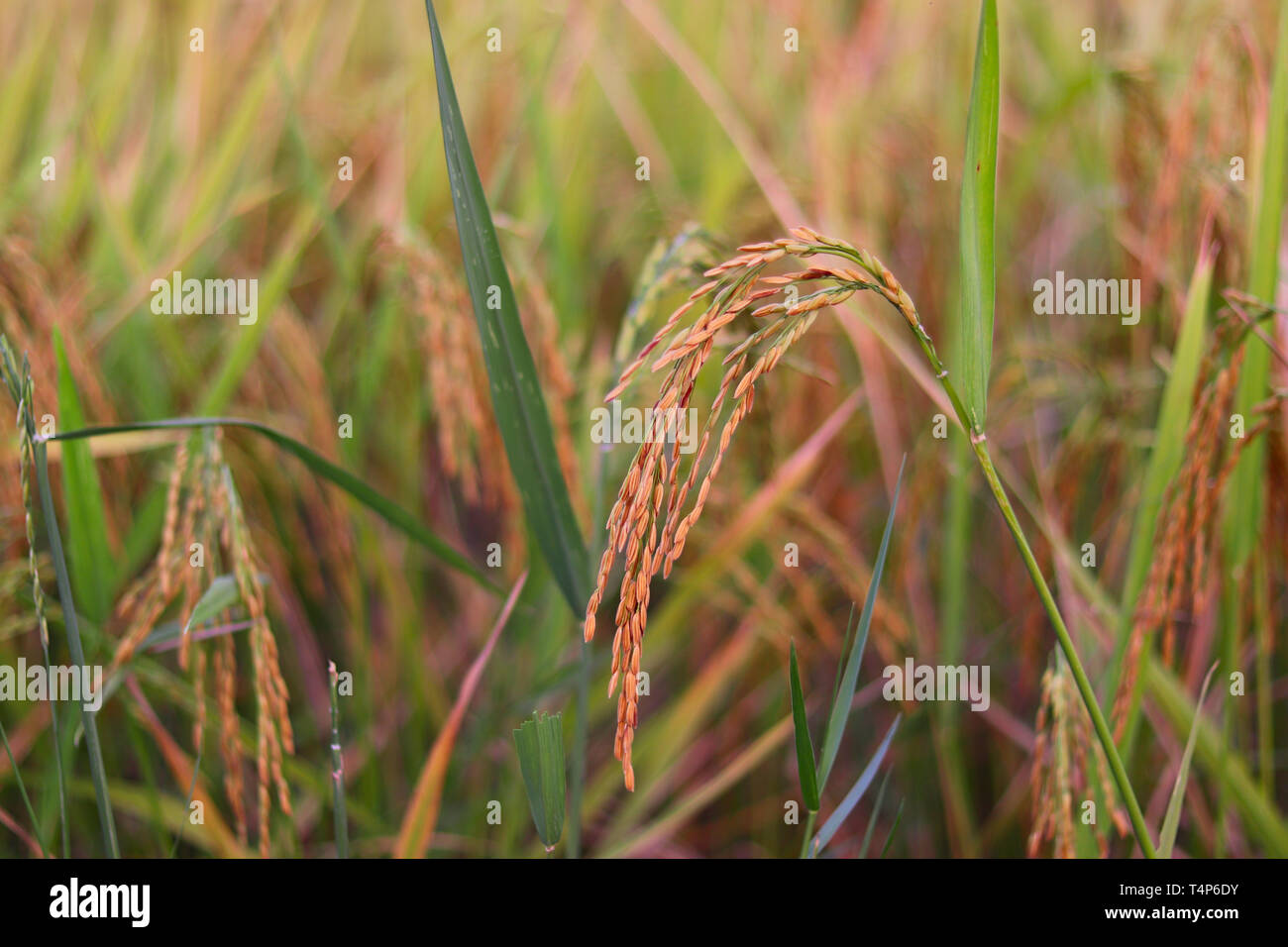Ripe rice ready for harvesting hi-res stock photography and images - Alamy
