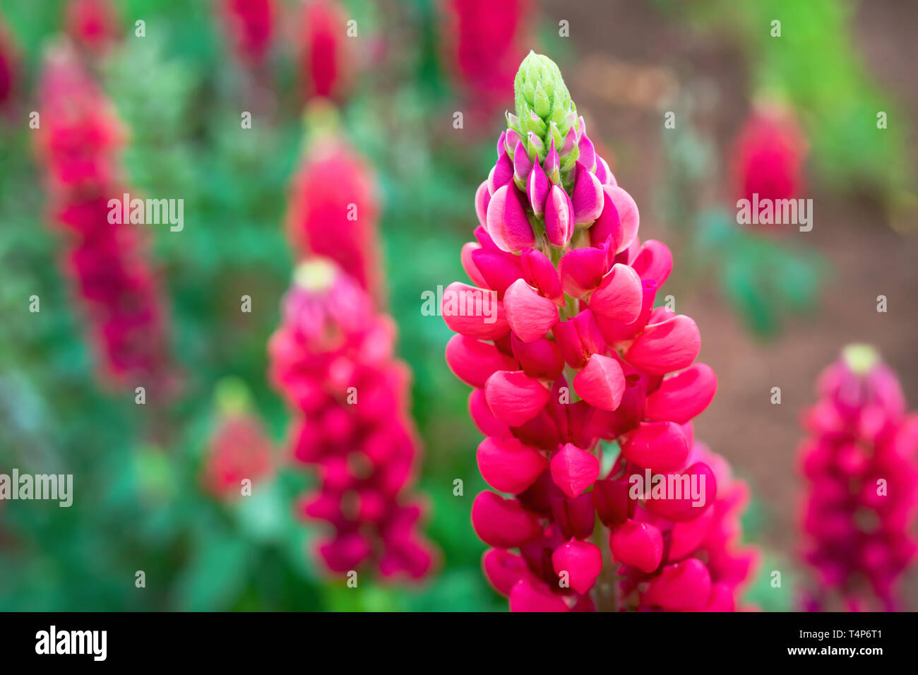 Pink lupins hi-res stock photography and images - Alamy
