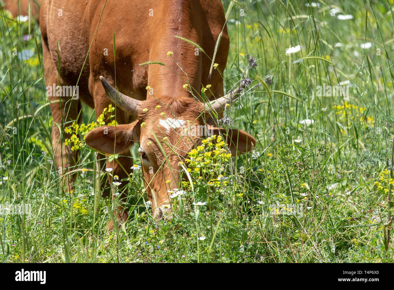 close portrait of a brown cow gazing in the field Stock Photo - Alamy