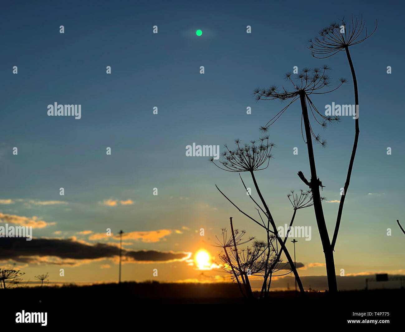 Landscape poisonous plant hogweed against hi-res stock photography and ...