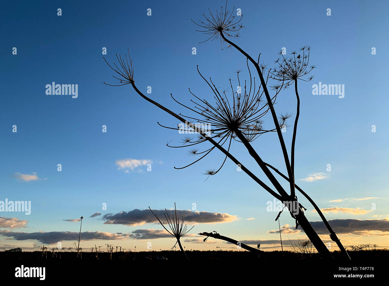 Landscape poisonous plant hogweed against hi-res stock photography and ...