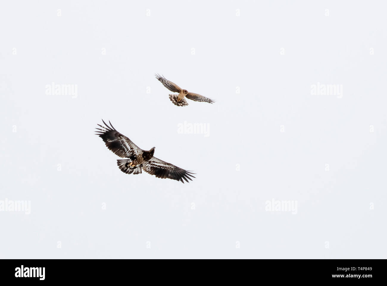 Juvenile American bald eagle haliaeetus leucocephalus in flight with ...