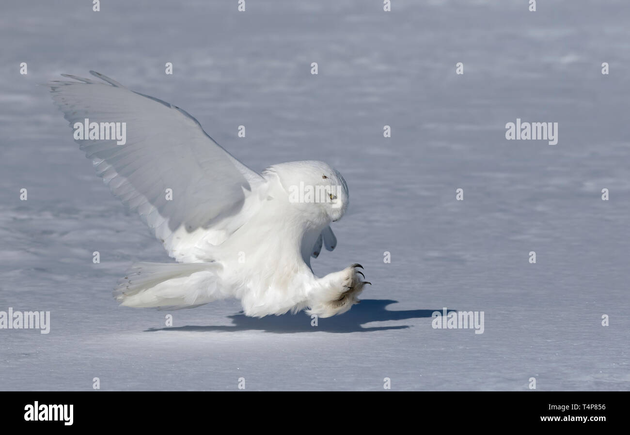 Snowy owl with talons out prepares to pounce on its prey on a snow ...